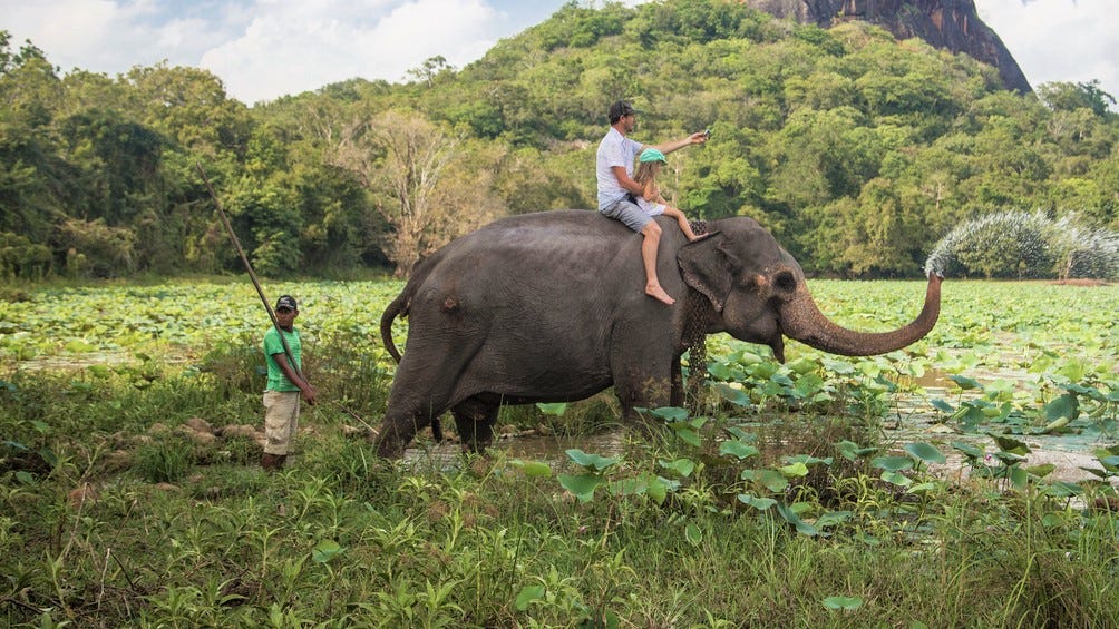 How Terrible Are Animal Experiences? | by Travel.Earth | Responsible ...