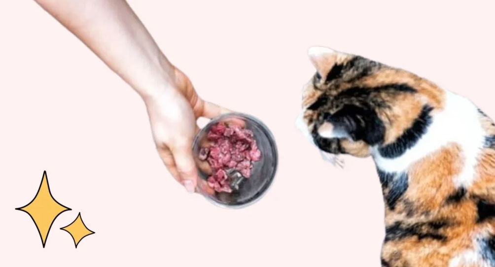 Embrace Wholesome Nourishment: Organic Cat Food Recipes for Your Feline ...