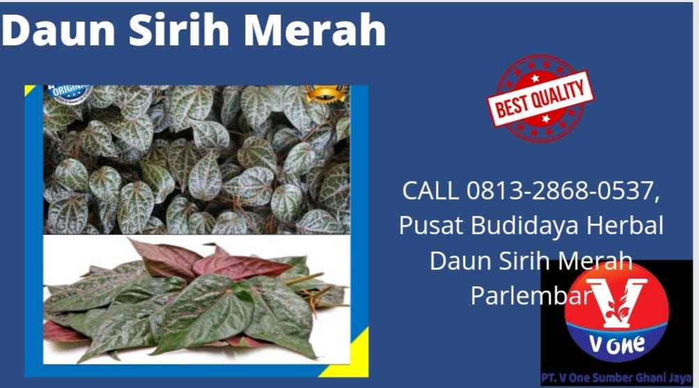 Daun 1. Pusat Budidaya Herbal Daun Sirih Merah… | by Produsen Rak bunga ...