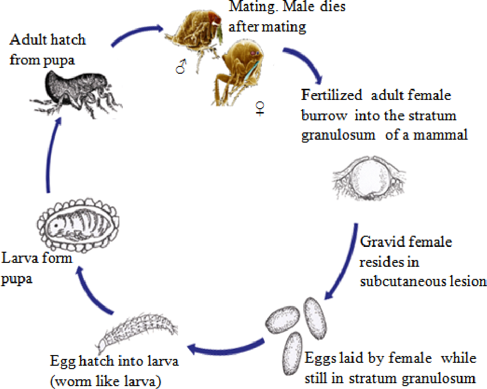 Public Health Concerns of Tungiasis | by Thomas Opiyo Okumu | Medium