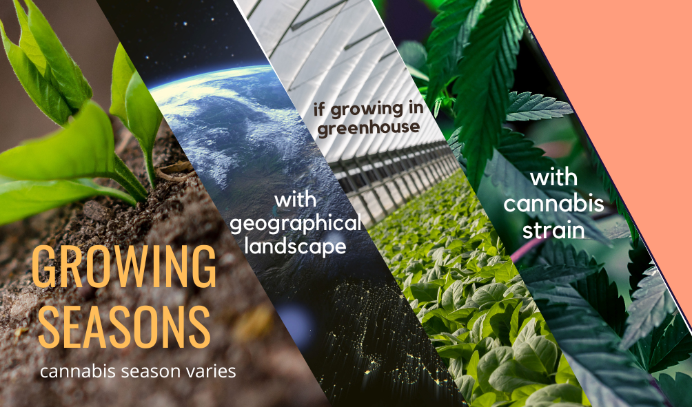 Cannabis Growing Seasons — Knowing the best time to grow and harvest ...
