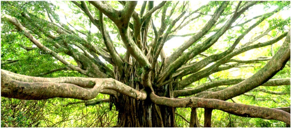 Merkle Trees. Merkle trees are a fundamental part of… | by Shaan Ray ...