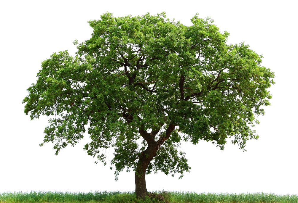 What’s a Tree?. What constitutes a tree? | by Isabella Armour | Botany ...