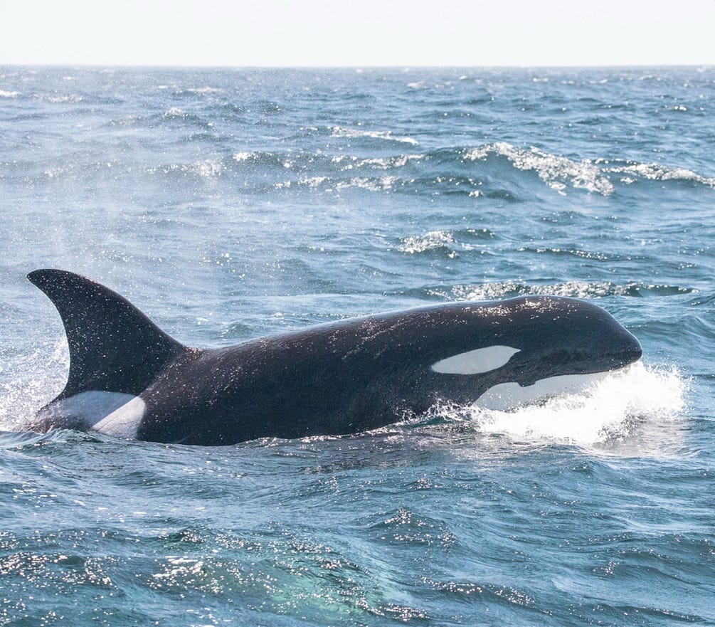 The Truth about Orcas in captivity — The physical and mental effects of ...