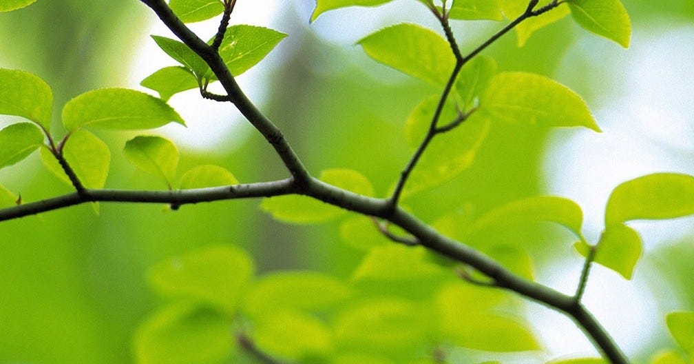 Introducing branch, a starter theme for WordPress | by Junaid Qadir ...