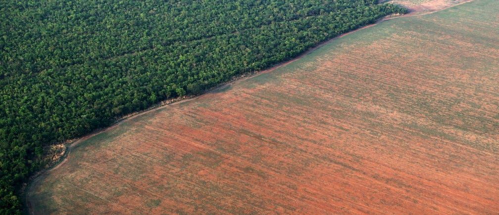 We’re losing the world’s forests, but there’s a way we can fight back ...