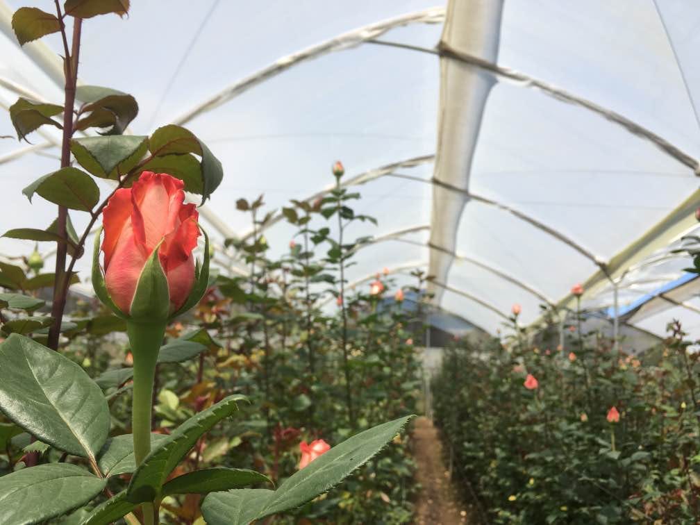 San Agustín apuesta a la tecnología con Sisa Monitor | by SisaCorp | Medium