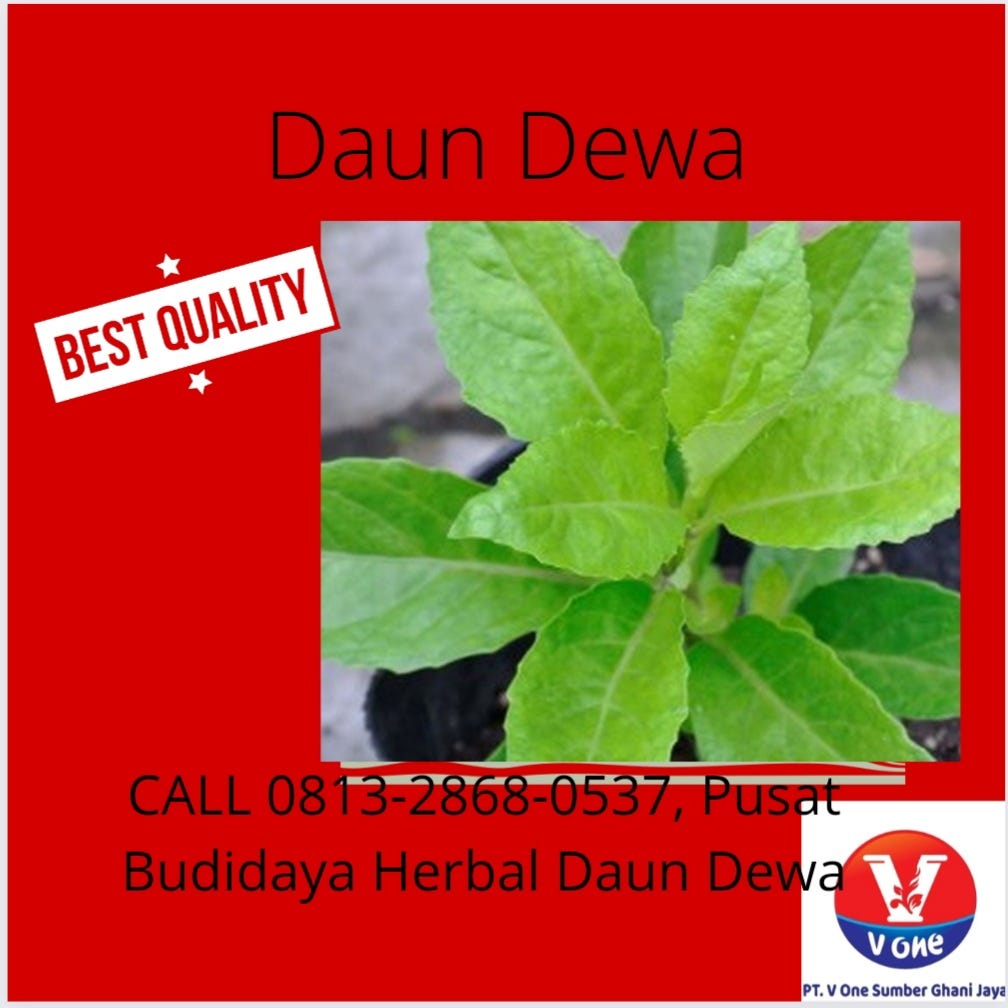 Daun 5. Pusat Budidaya Herbal Daun Dewa | by Produsen Rak bunga cikarang barat | Medium