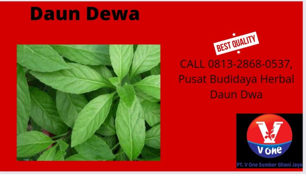 Daun 2. Pusat Budidaya Herbal Daun Dewa | by Produsen Rak bunga cikarang barat | Medium