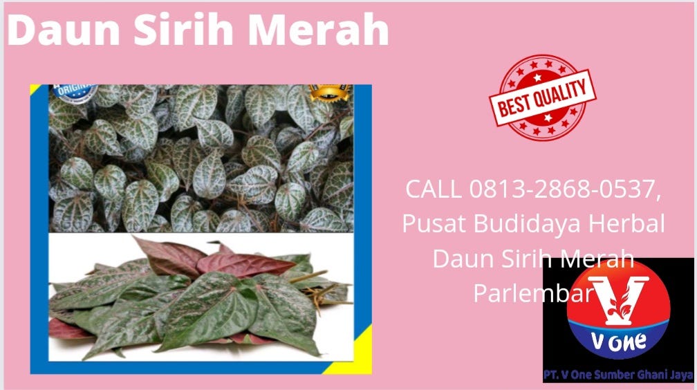 Daun 3. Pusat Budidaya Herbal Daun Sirih Merah… | by Produsen Rak bunga cikarang barat | Medium