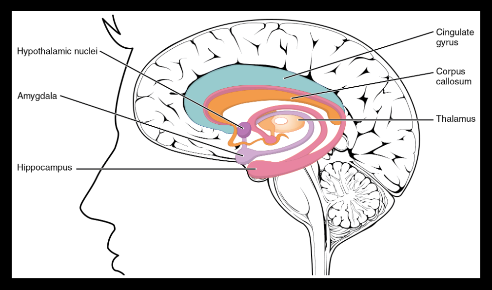 Hippocampal Neurogenesis: Can Fasting and Related Practices Improve ...