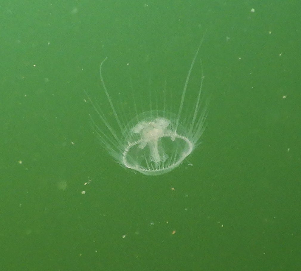 First Documentation of the Invasive Species Craspedacusta sowerbyi in ...