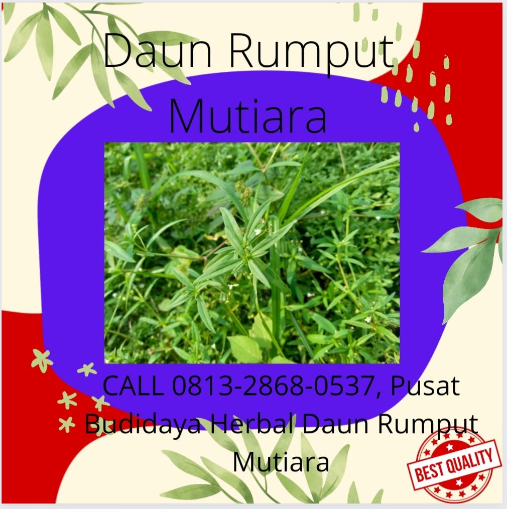 Daun 5. Pusat Budidaya Herbal Daun Rumput… | by Produsen Rak bunga cikarang barat | Medium