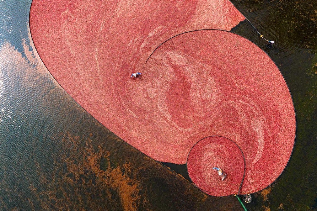 Wednesday. Cranberry Harvest, south-east… | by vic fortezza | Medium