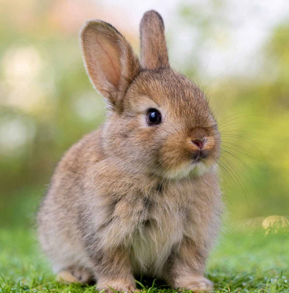 When a rabbit Becomes my cousin…. | by Misbah Afzal | Nov, 2024 | Medium