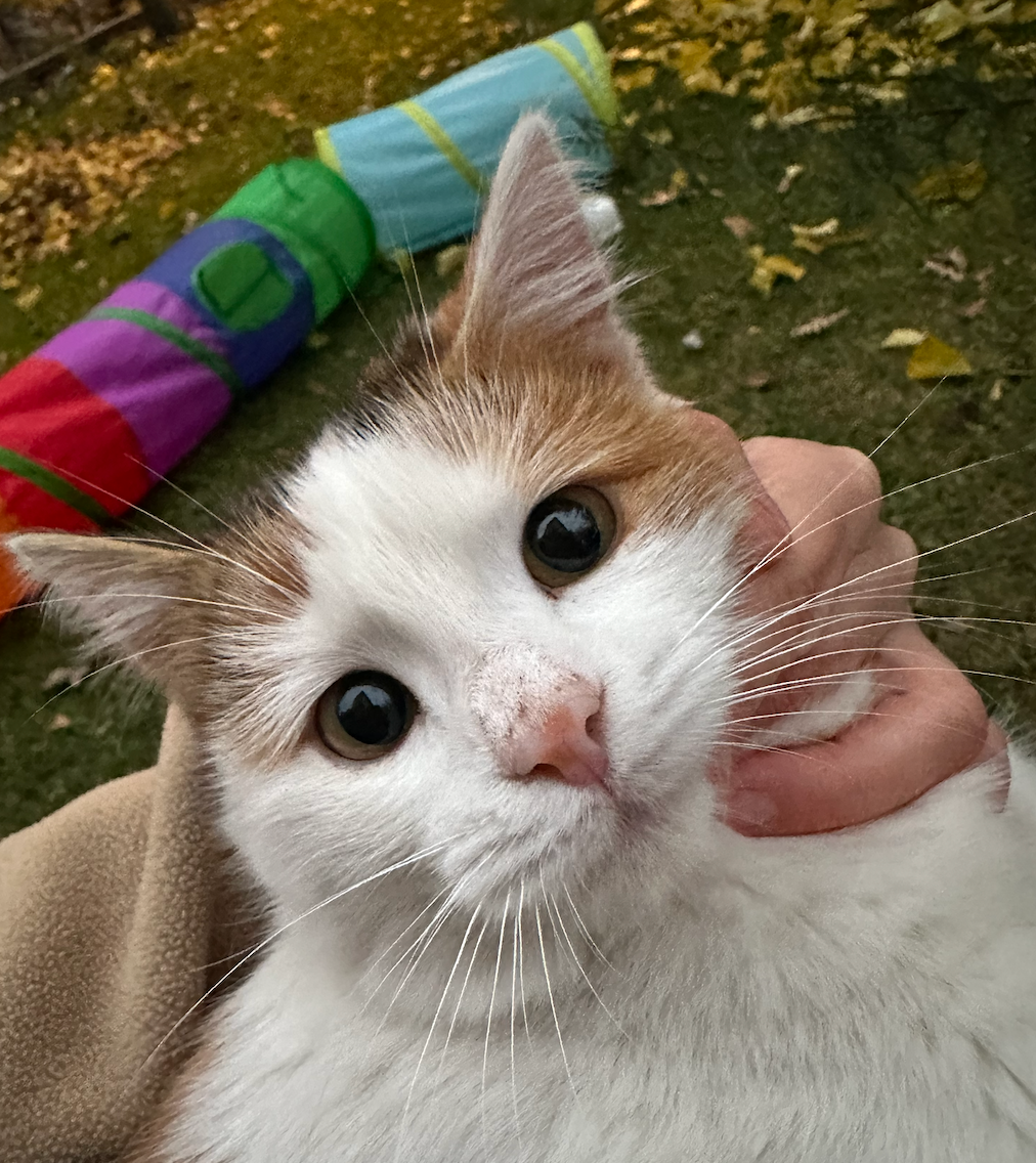 What I Learned From Cats: A Marketer’s Perspective | by Gül Zeynep Genç ...