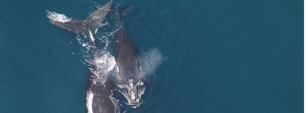 NOAA Right Whale Recognition, Winners’ Interview: 1st place, deepsense.io | by Kaggle Team ...