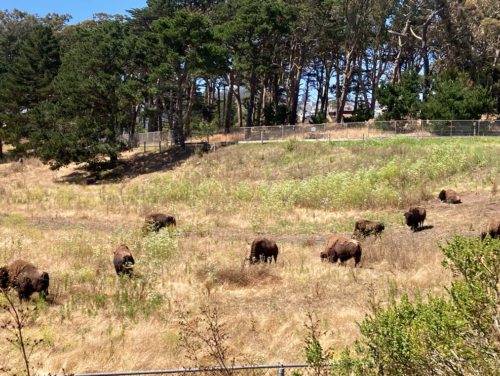 Why Don’t We Talk About the Bison in San Francisco? | by Crystal Anna ...