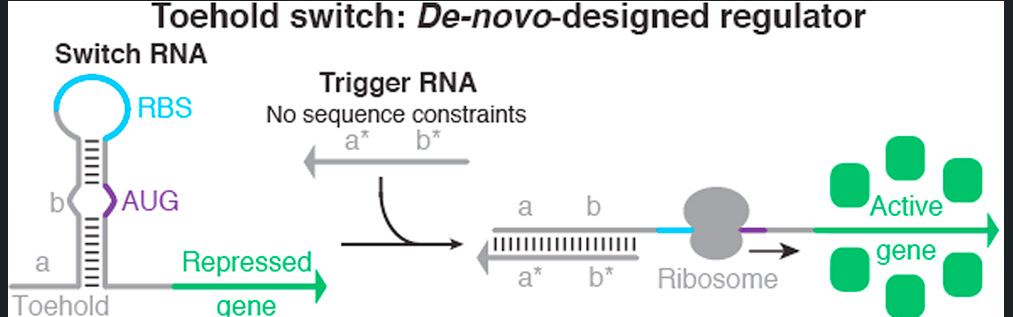 A switch that holds the toe of a trigger RNA to get activated | by ...