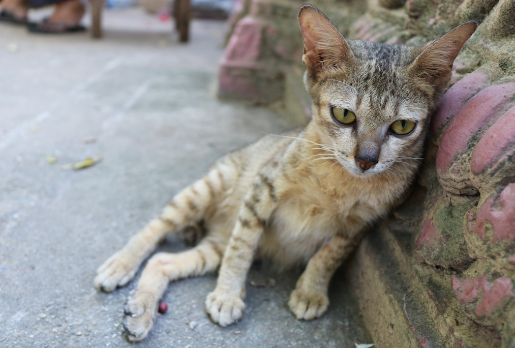 The Real Life Of Cats In A Pagoda In Phnom Penh Cambodia | by Lee Fox ...