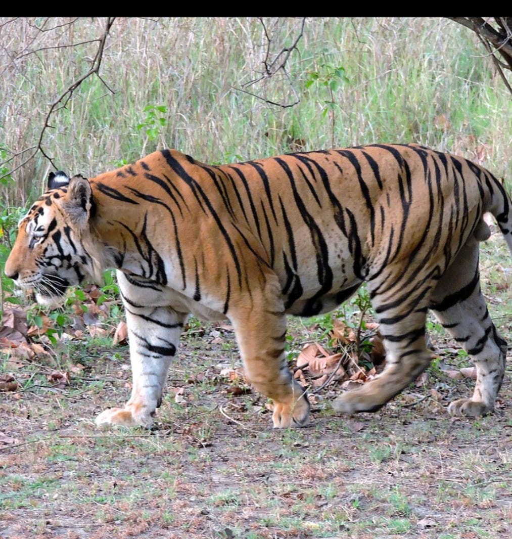 Mixing with the Assamese. Wandering about with Tigers and Rhinos… | by ...