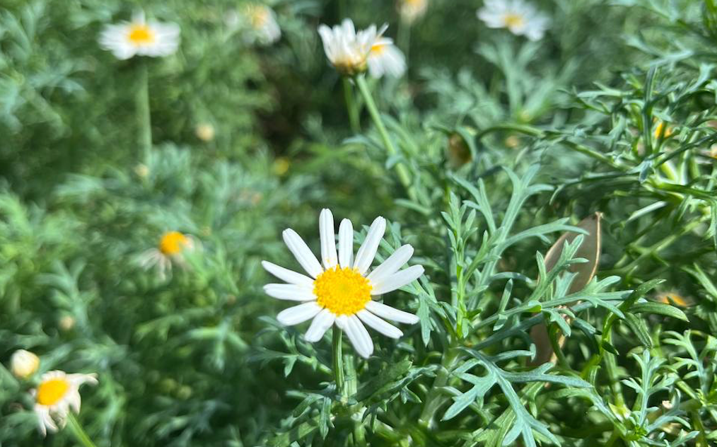 How to be Your Own Daisy. The sacred flower for the goddess of… | by ...