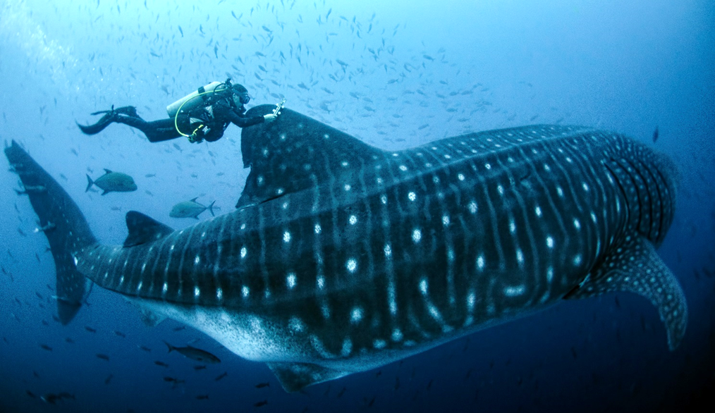 The influence of eco-geographical variables on Whale Shark Movements ...