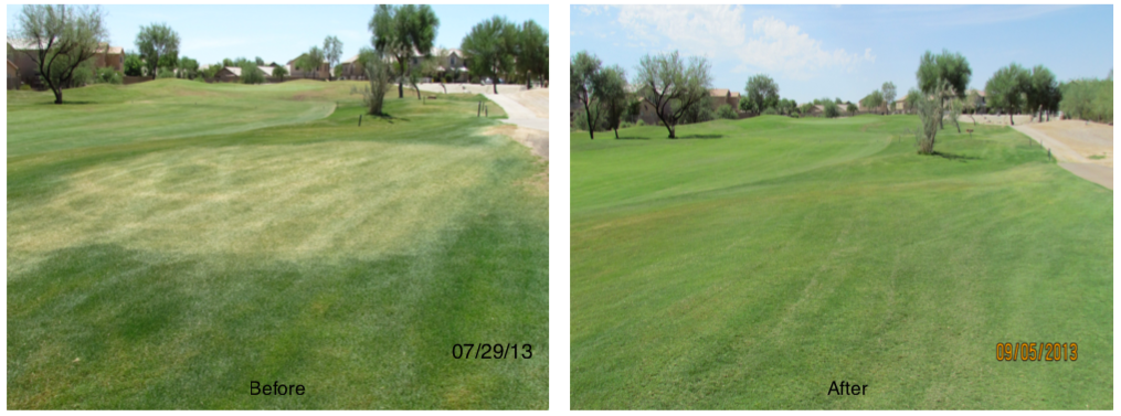 The Top 3 Lawn Problems & Why You Need Bacteria & Fungi to Help Resolve ...