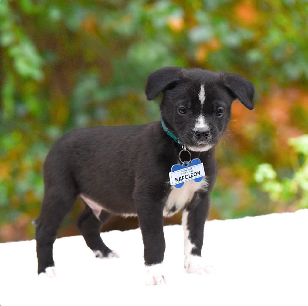 Crumbs for the Dogs: When Grace Breaks Every Boundary | by Jeff ...