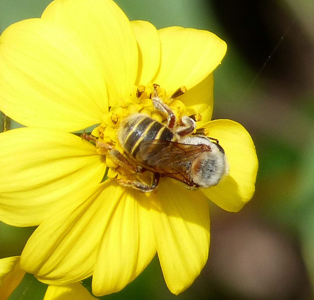 Melipona, the stingless bees of the Maya world | by Petra Kelly-Voicu ...