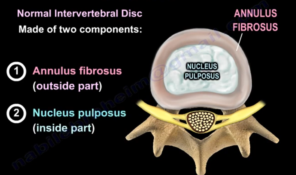 Intervertebral Disc Structure and Function | by Nabil Ebraheim | Jan ...