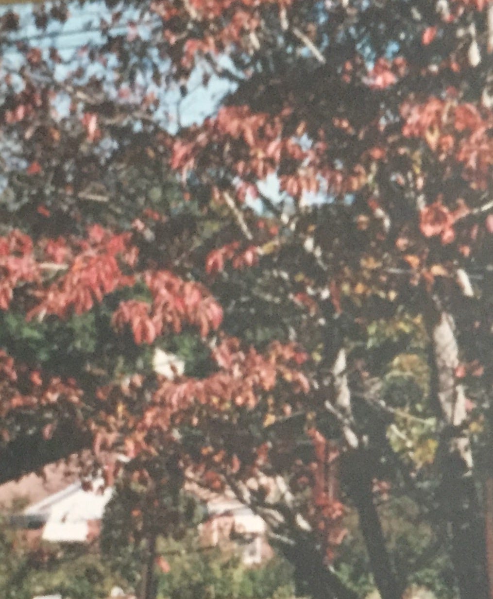 18 -1964 Early Autumn. Excitement Galore! | by Donna Anglin Moraco ...