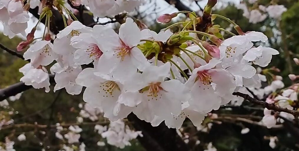 Chasing Spring Around The World - Bonnie L. Boucek - Medium