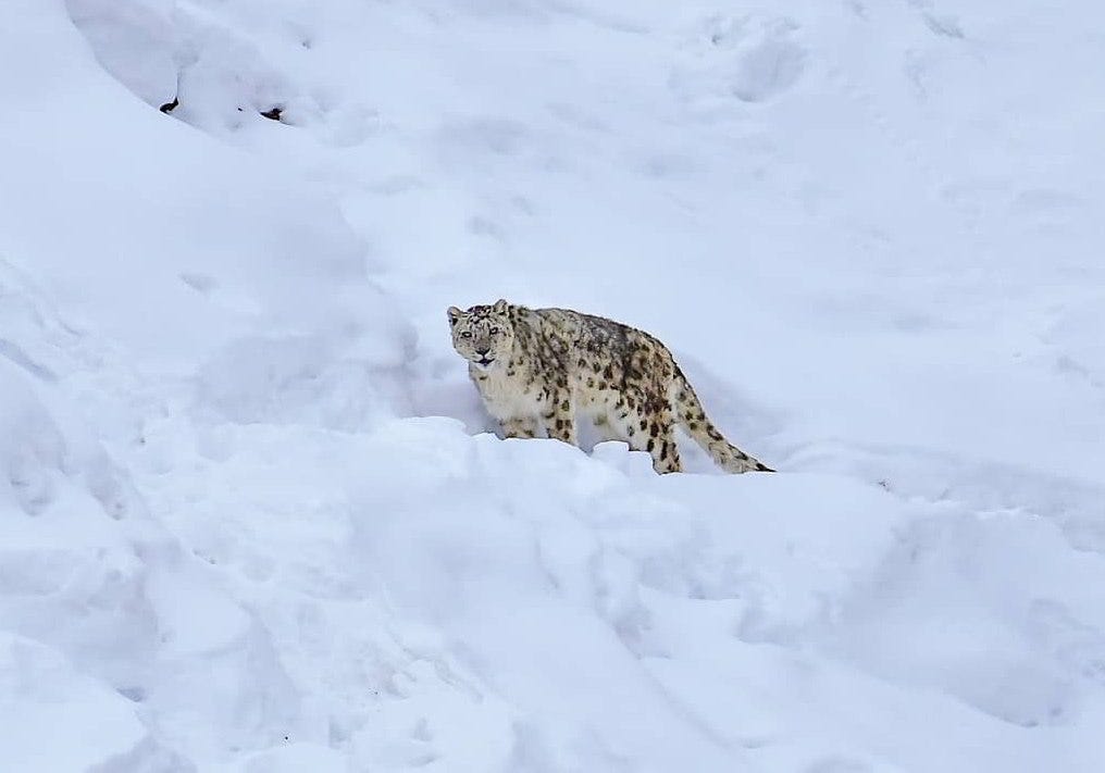 Eyes on the Snow Leopard: How to Maximize Your Chances of a Sighting ...