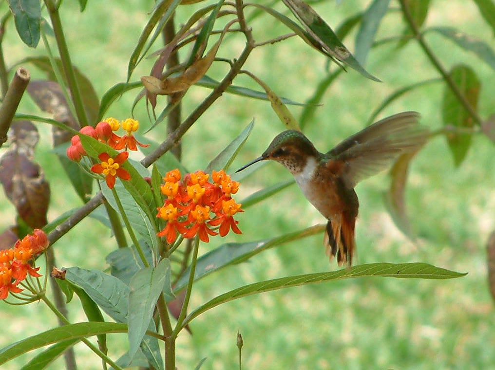 Lessons Learned from a Hummingbird About Territory Management | by ...