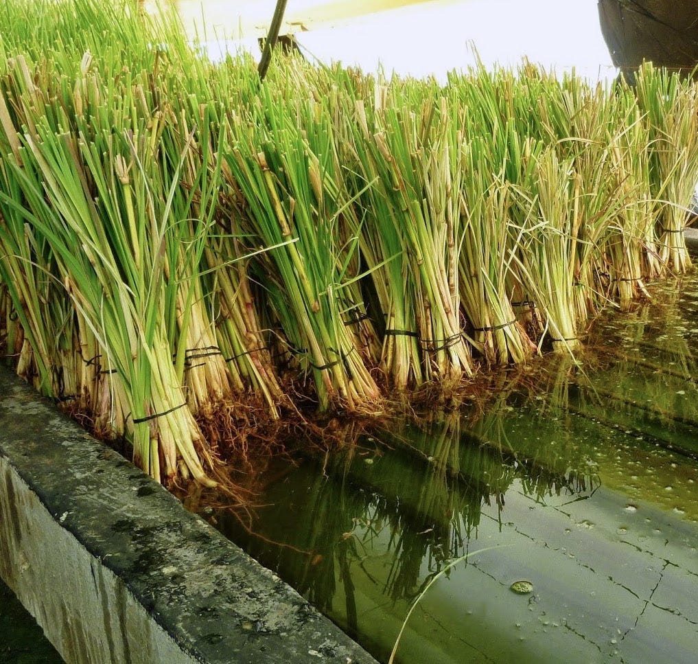 vetiver. One of the few natural fragrances that… | by Abel | Medium