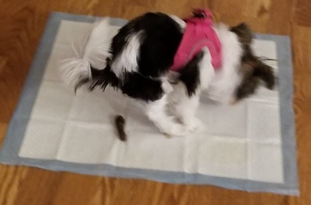 Sometimes You Have to Poop in the House | by Ken Van Camp | Good Vibes ...