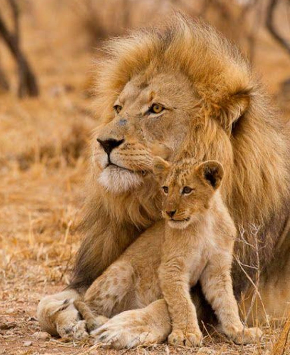 GRACE — (2/4 — THE LION OF JUDAH) | by C. B. SWARNA | Medium