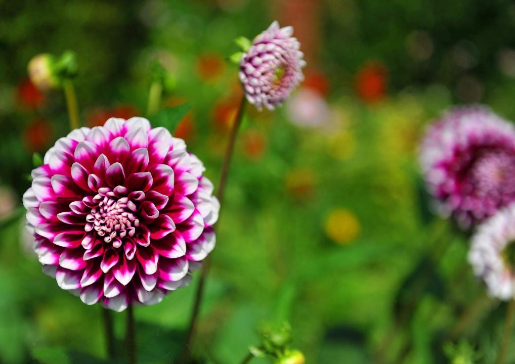 The Chelsea Flower Show Edit. It’s time for our favourite annual… | by ...