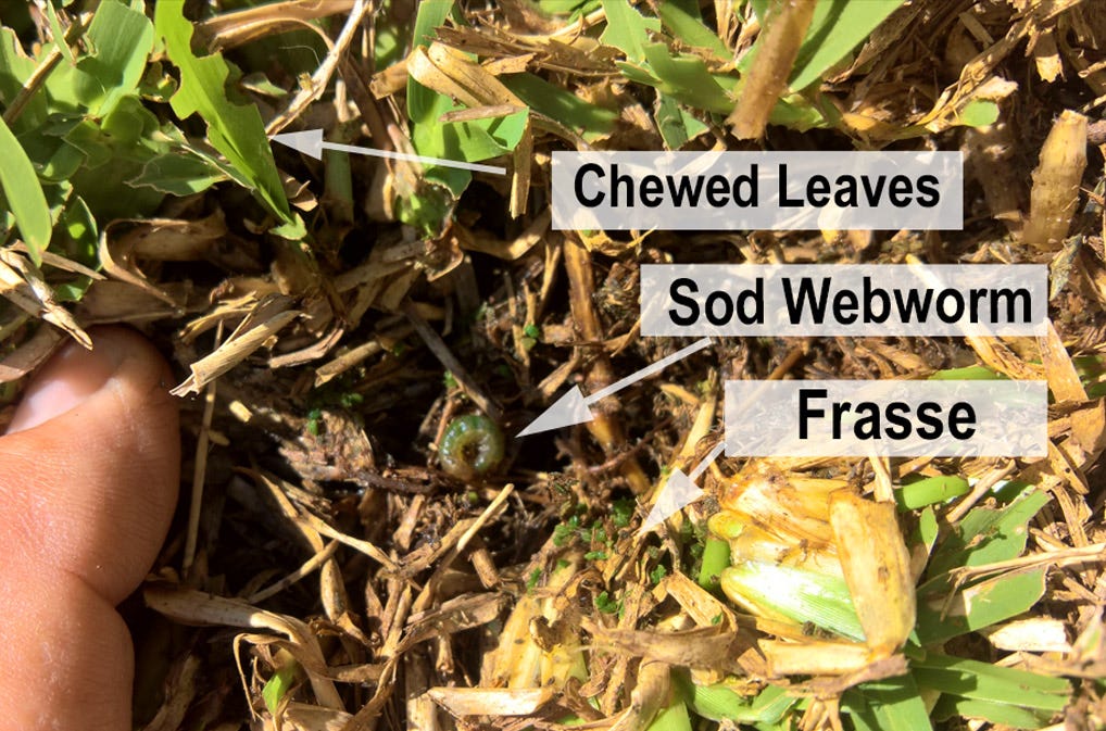 Sod Webworm Treatment in Cayman: Say Goodbye to Unsightly Patches! | by ...