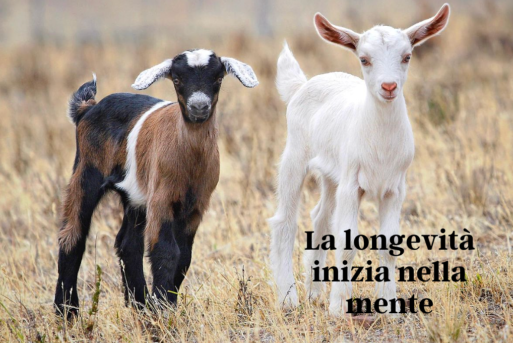Hai mangiato il capretto?. In molte zone del mondo la Pasqua si… | by ...
