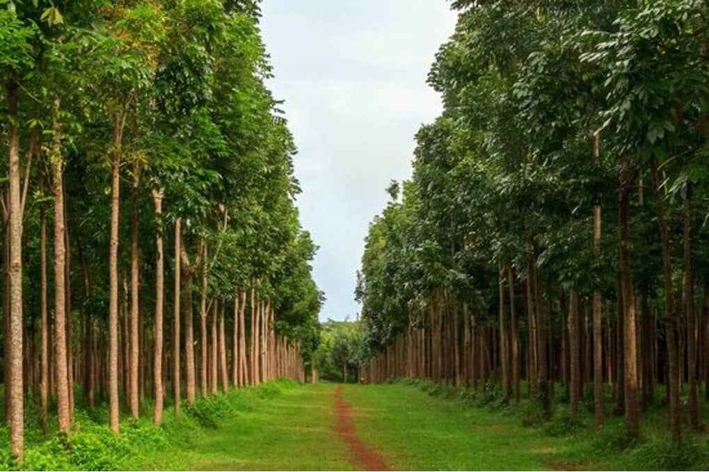 Can Farming Make You Rich? Exploring the Possibilities | by ...