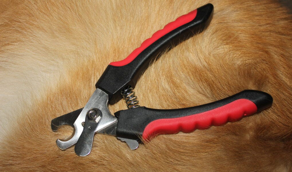 Trimming Your Dogs Toenails. Understandably, many people are nervous ... Trimming Your Dogs Toenails. Understandably, many people are nervous ...