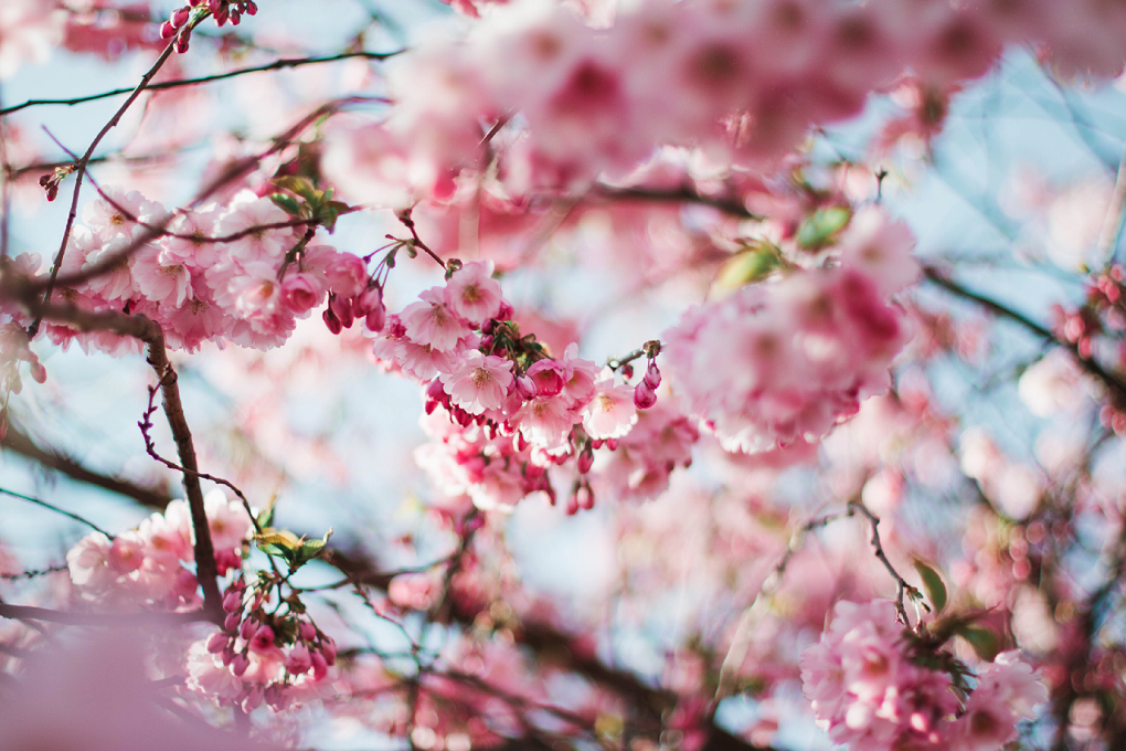 “Blossom”: When, Why and How to Use It? | by Suri Do | Medium