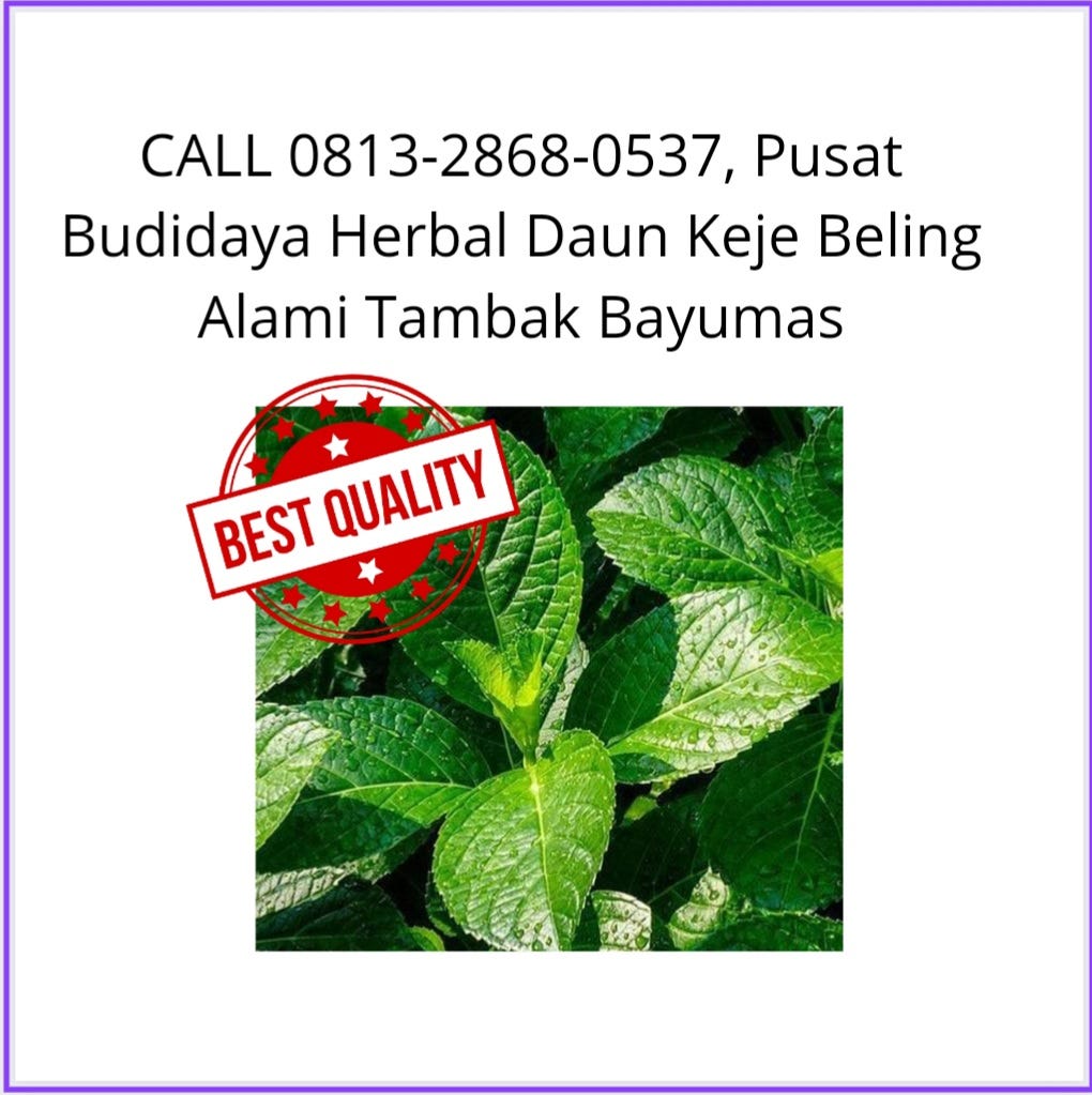 Medium 2 Pusat Budidaya Herbal Daun Keje Beling Alami Tambak Bayumas ...