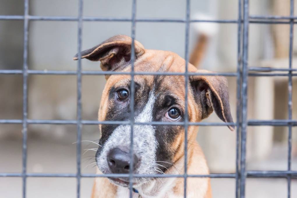 Open Letter to Gavin Newsom. Re: NO-KILL CALIFORNIA | by Shad Clark ...