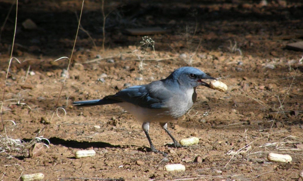 Birds identify good nuts by listening to them | by 𝐆𝐫𝐫𝐥𝐒𝐜𝐢𝐞𝐧𝐭𝐢𝐬𝐭 ...