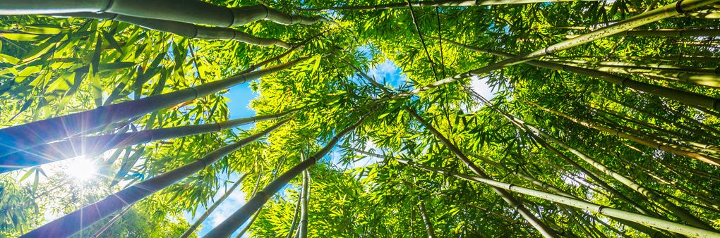 EcoPlanet Bamboo video premiers at Sundance Festival | by EcoPlanet ...