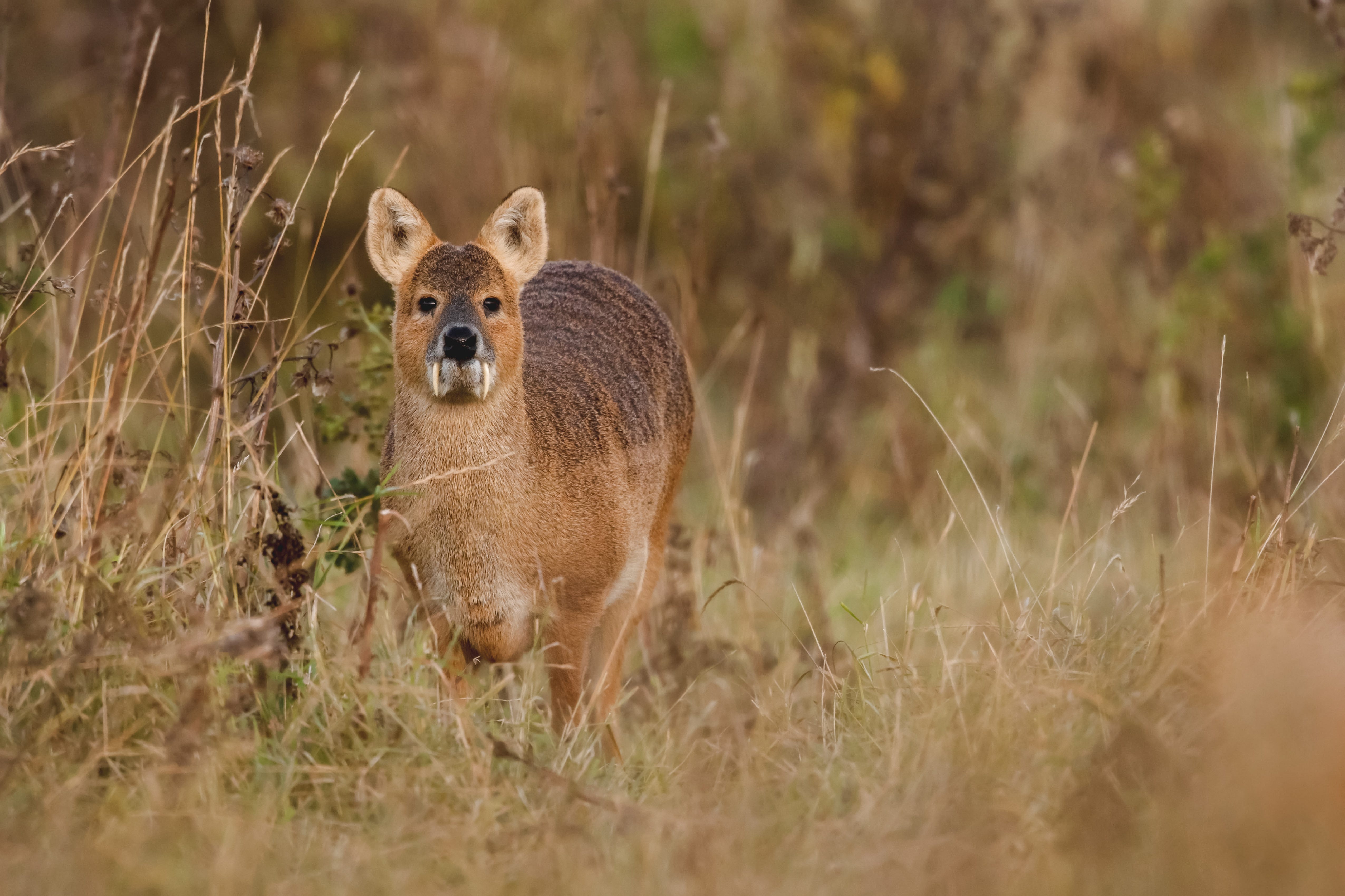 Chinese Water Deer