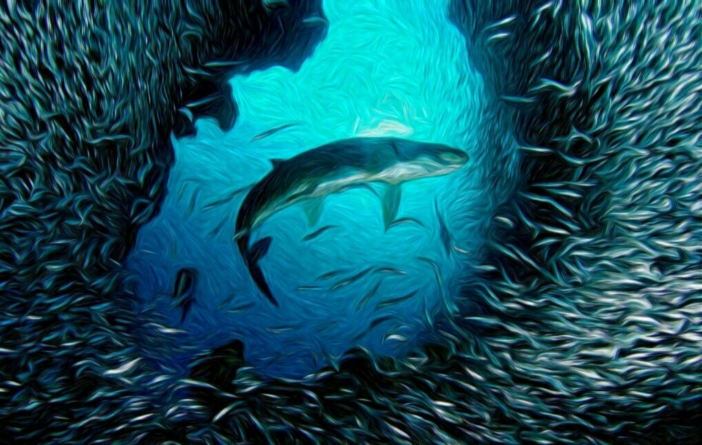 Enigma bawah samudera Fajar menyingsing, penghuni laut bangun dari ...